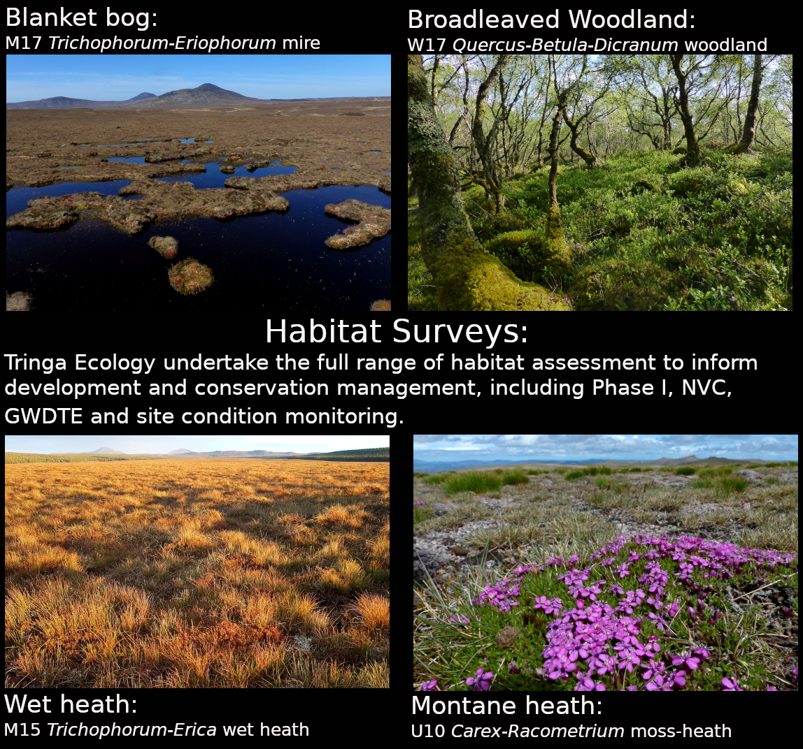Habitat and Protected Species Surveys – Tringa Ecology