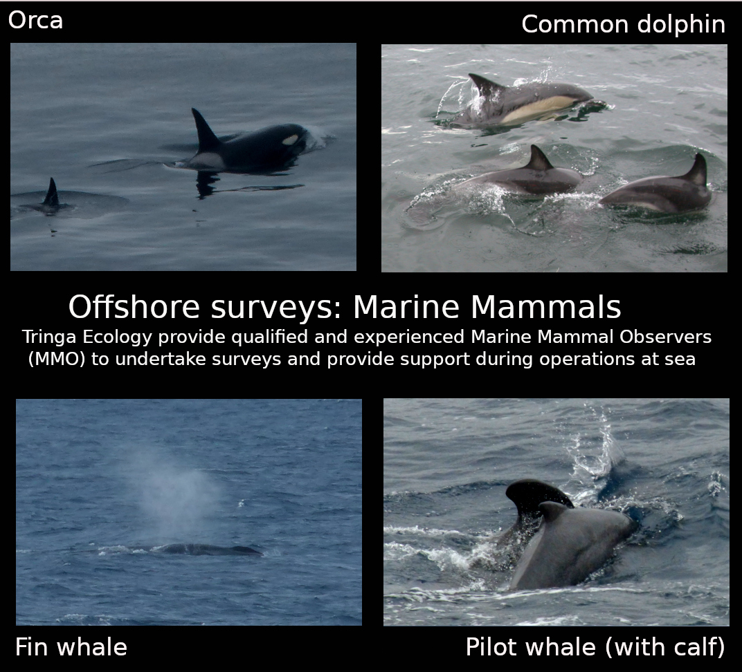 Habitat and Protected Species Surveys – Tringa Ecology